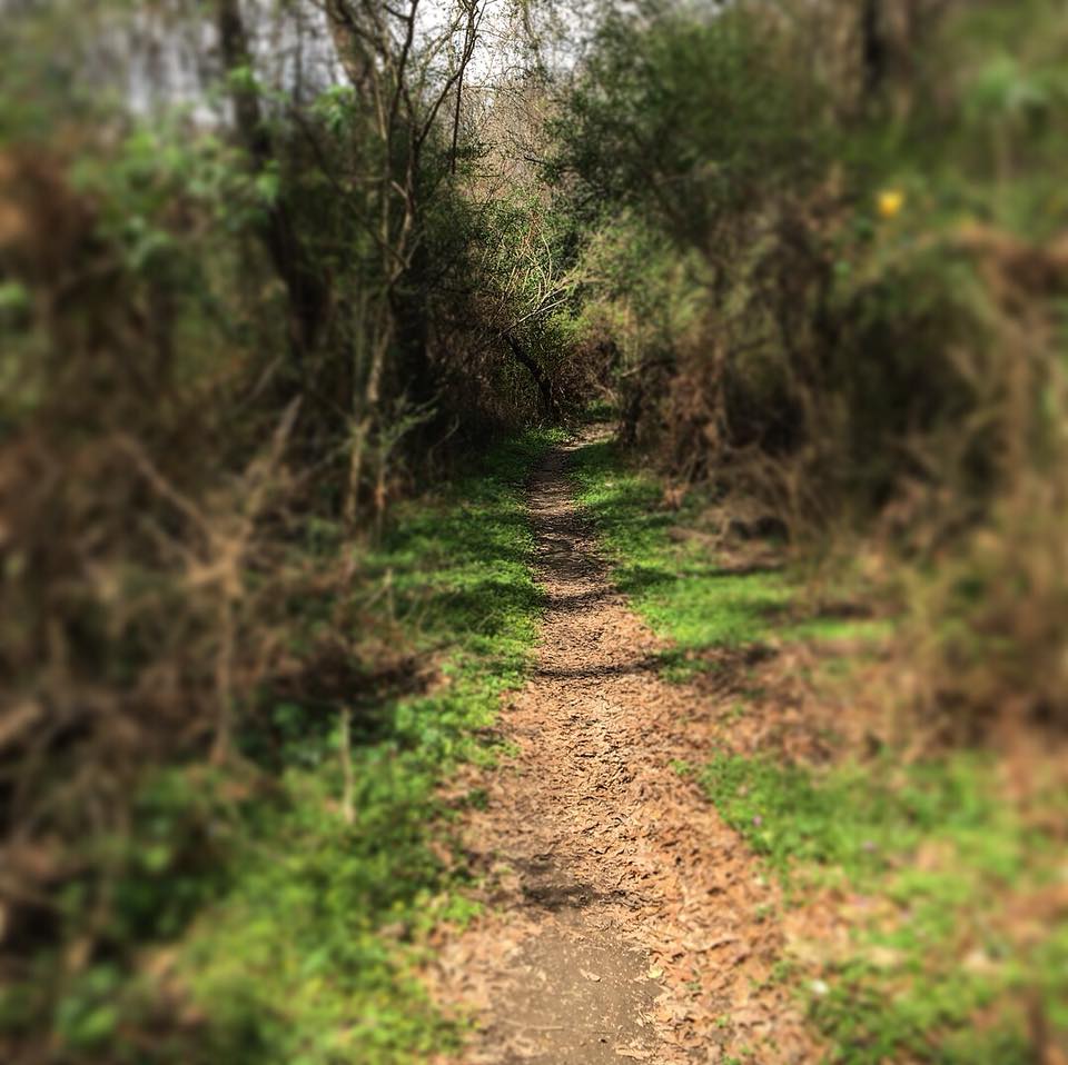 A Louisiana Summer Night